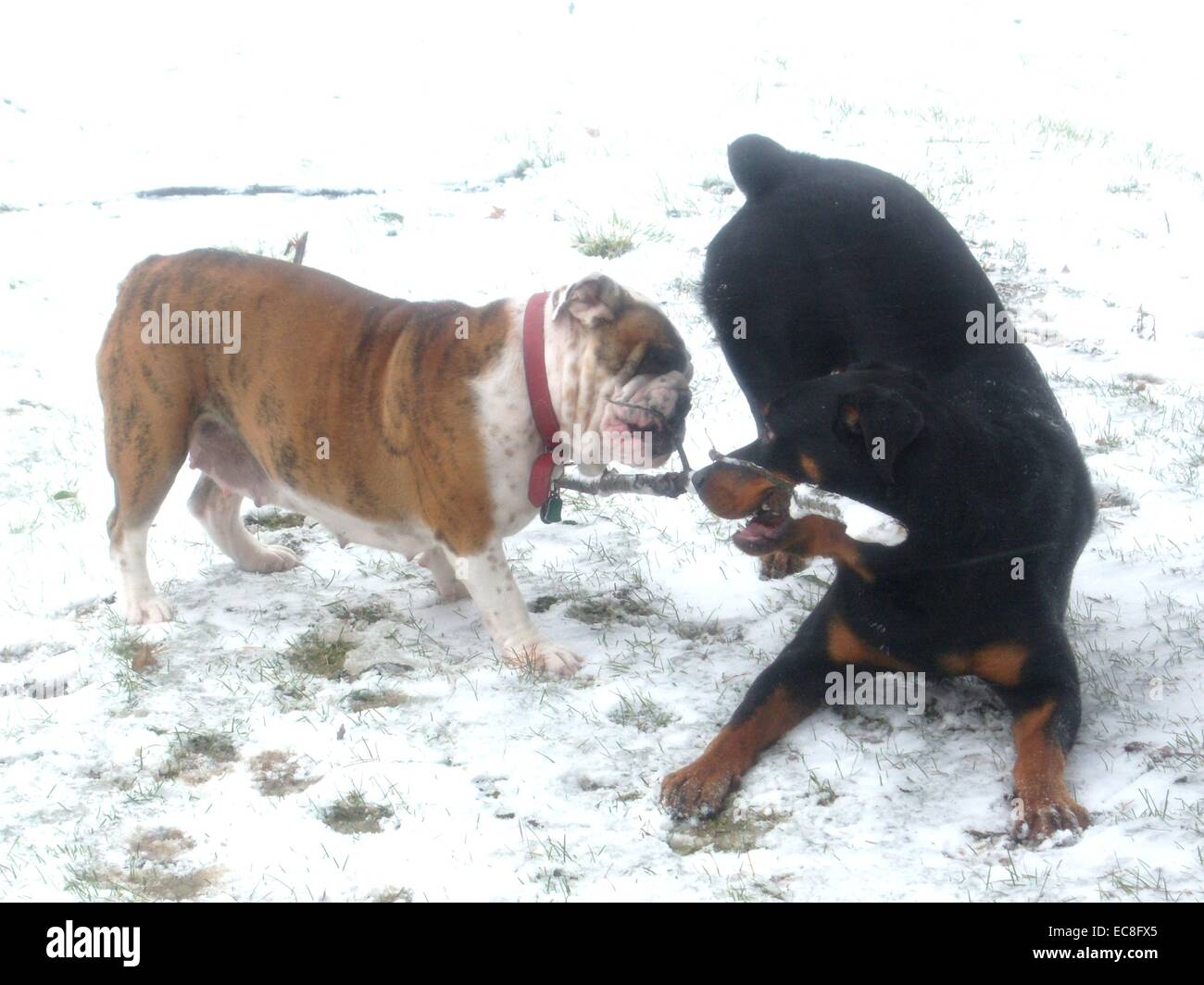 Rottweiler Vs Bulldog