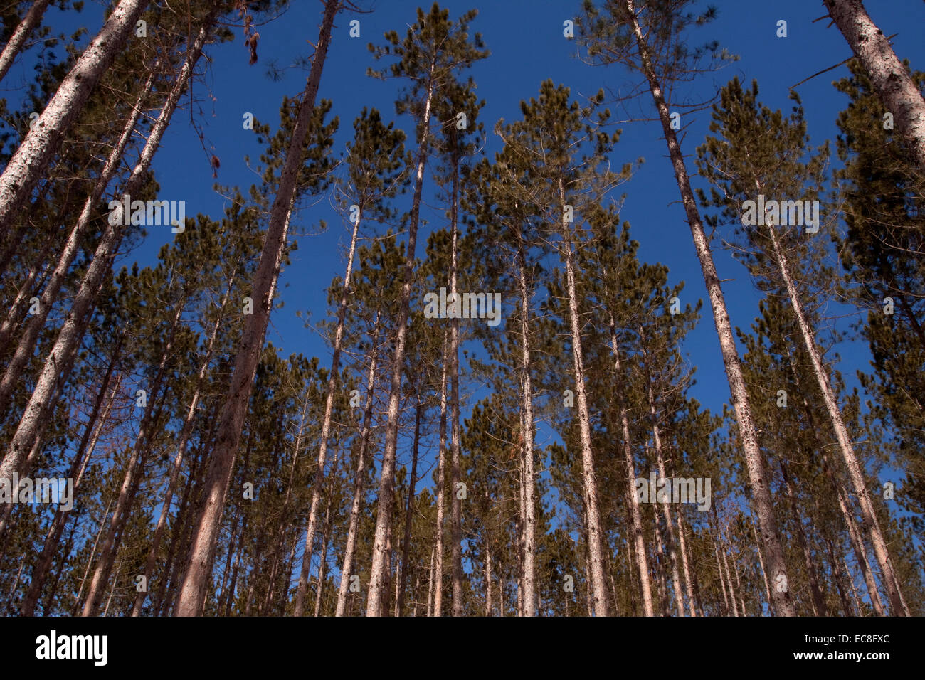 Pine Forest in Northern Wisconsin Stock Photo - Alamy