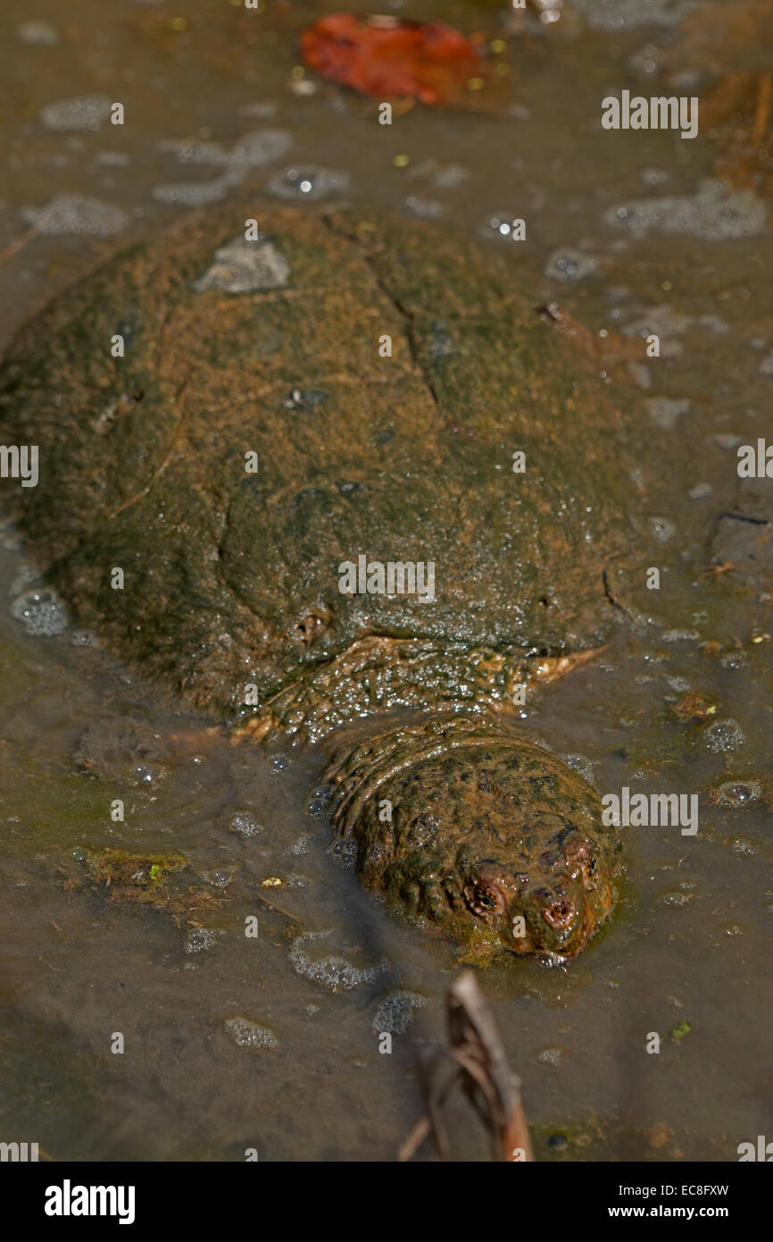 Snapping turtle swimming underwater hi-res stock photography and images ...