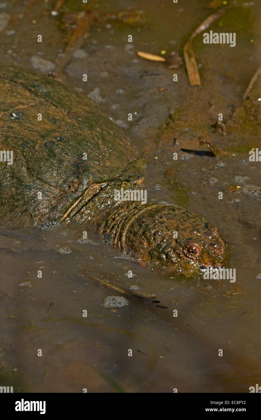 Snapping turtle swimming underwater hi-res stock photography and images ...