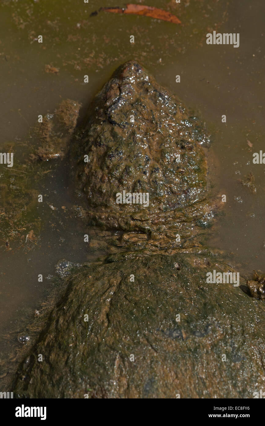 Snapping turtle, Chelydra serpentina, Virginia Stock Photo - Alamy