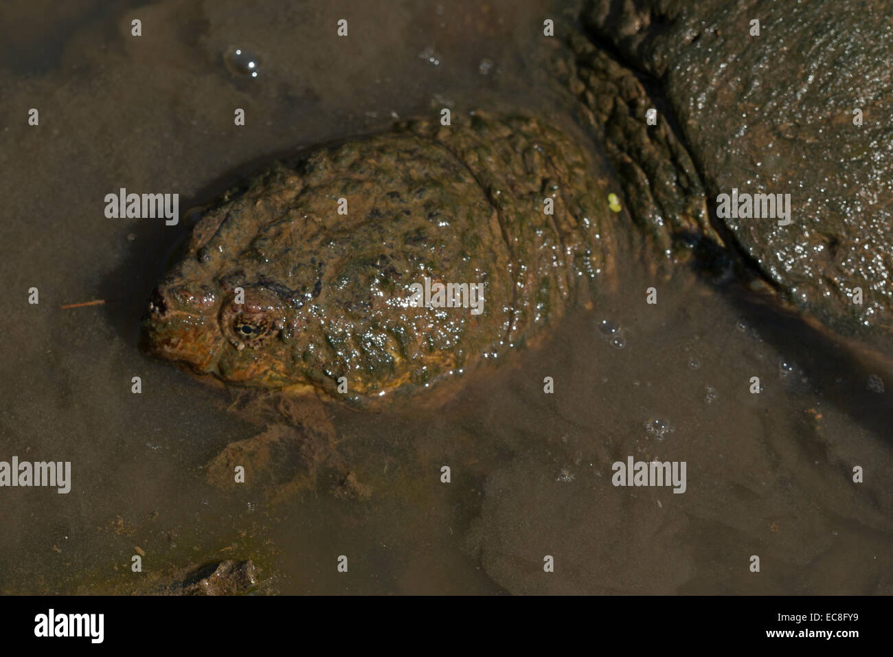 Snapping turtle, Chelydra serpentina, Virginia Stock Photo - Alamy