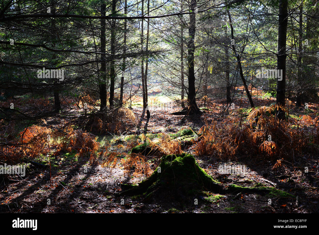 Near Burley, New Forest Stock Photo - Alamy