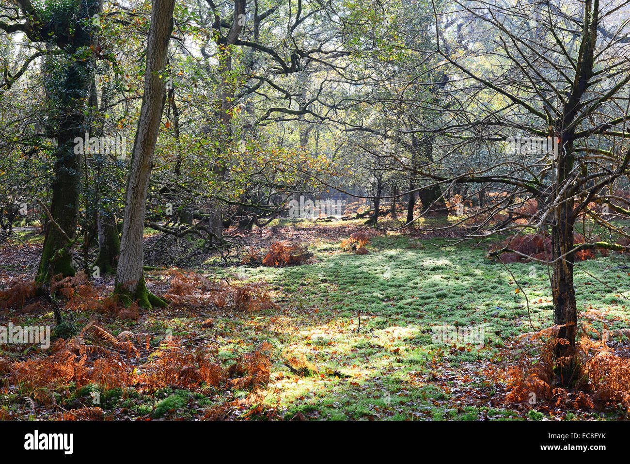 Near Burley, New Forest Stock Photo - Alamy