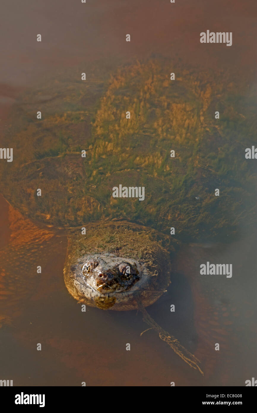 Snapping turtle, Chelydra serpentina, Virginia Stock Photo - Alamy