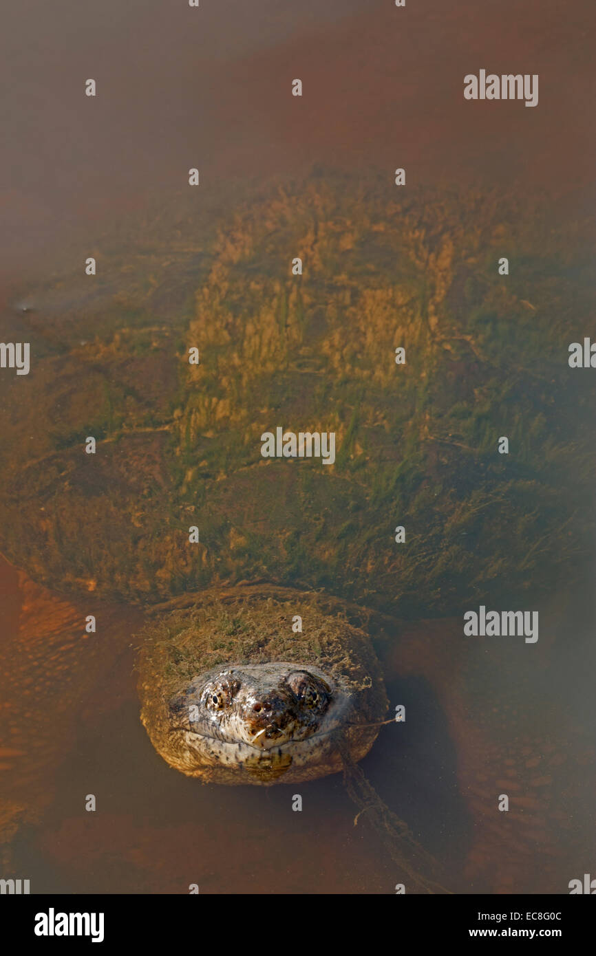 Snapping turtle, Chelydra serpentina, Virginia Stock Photo - Alamy