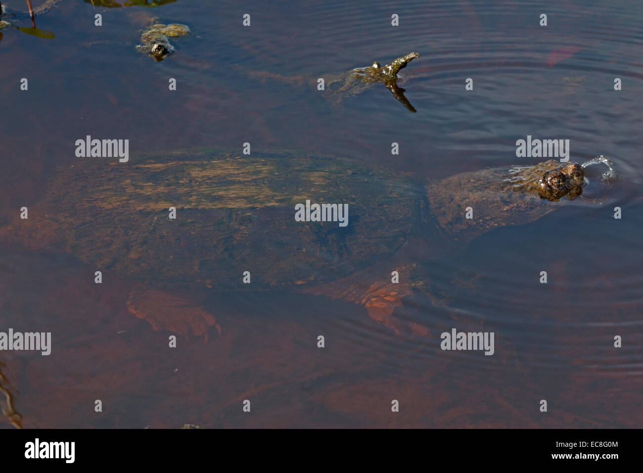 Snapping turtle swimming underwater hi-res stock photography and images ...