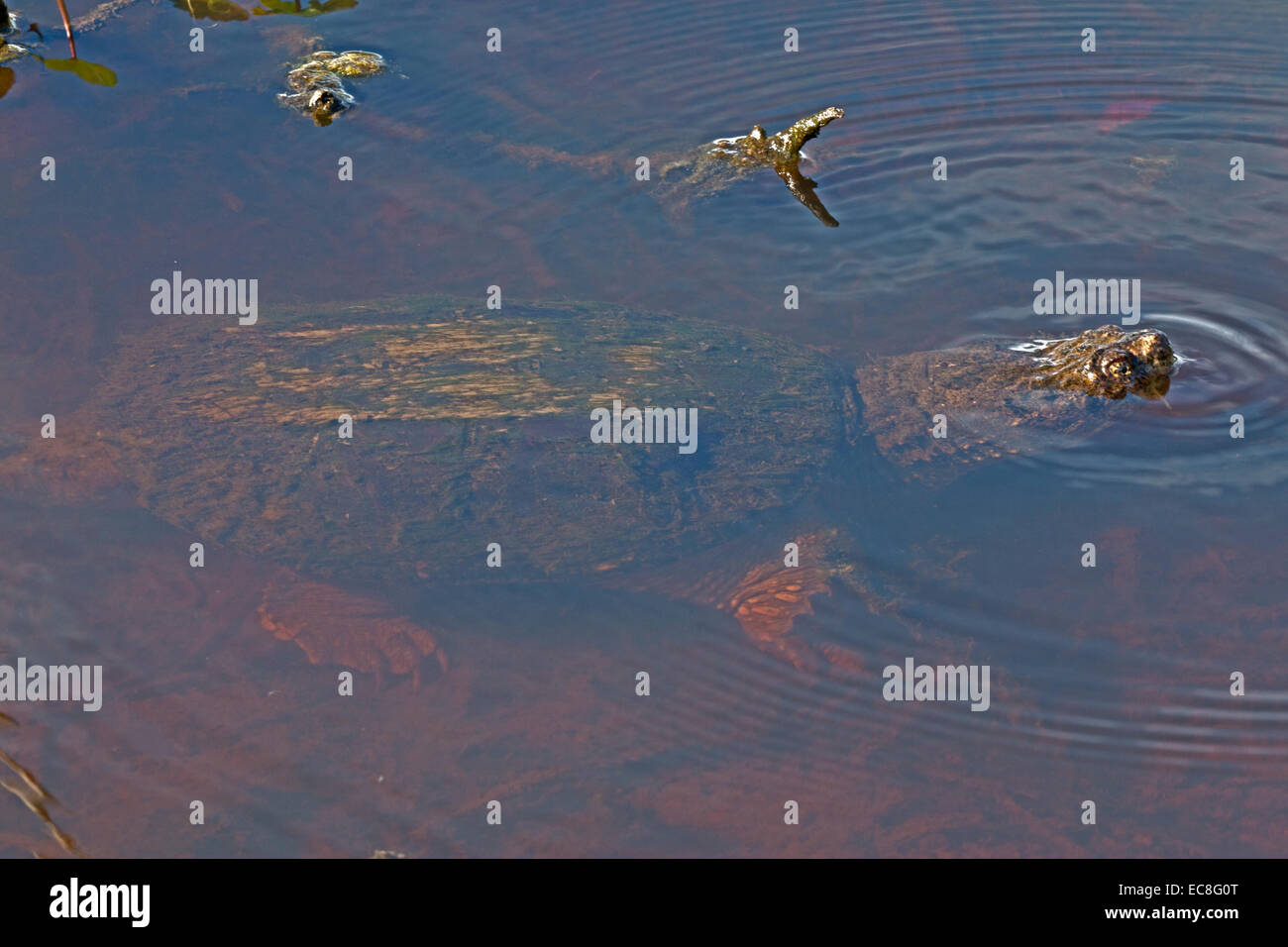 Snapping turtle, Chelydra serpentina, Virginia Stock Photo - Alamy