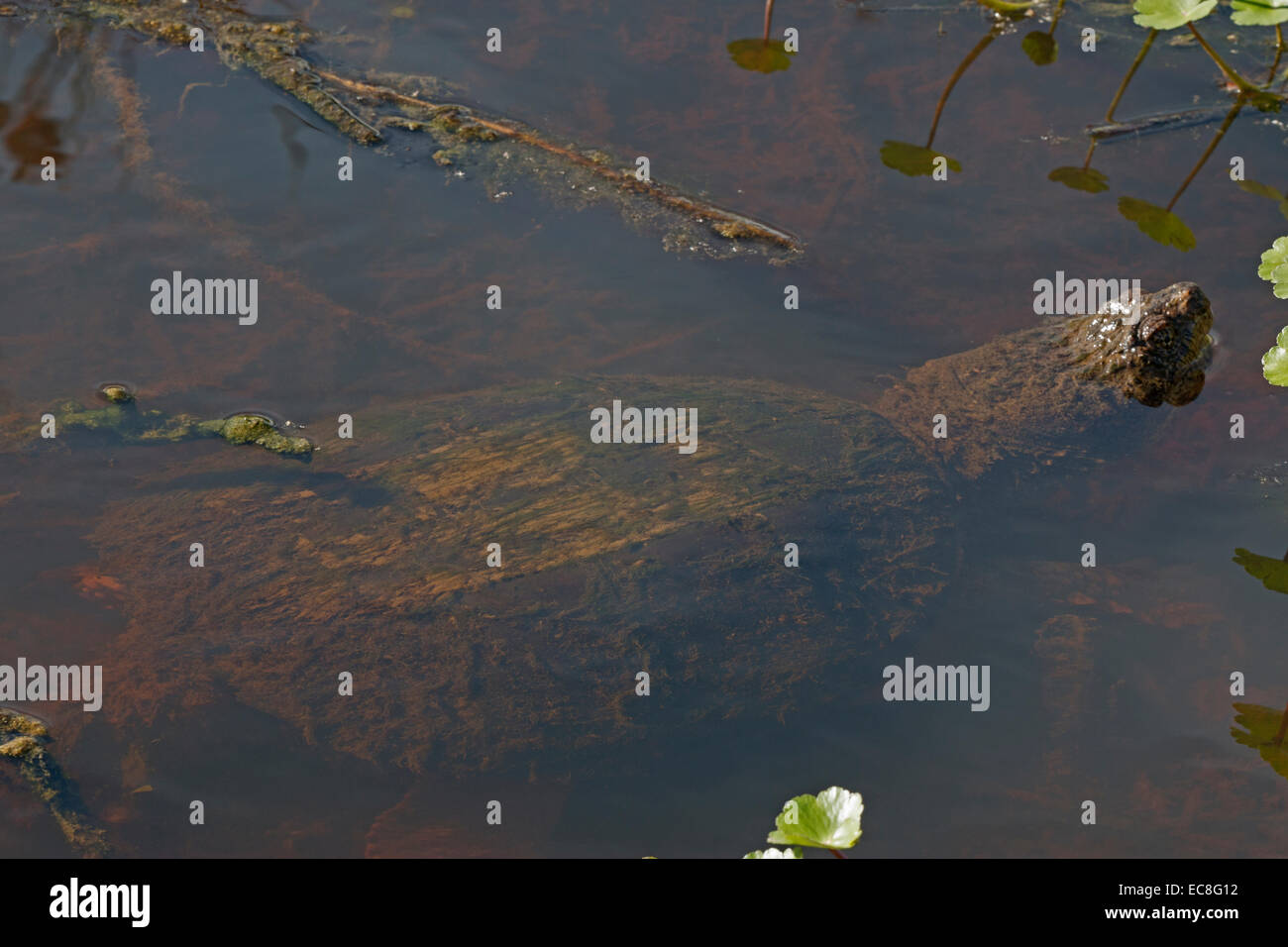 Snapping turtle, Chelydra serpentina, Virginia Stock Photo - Alamy