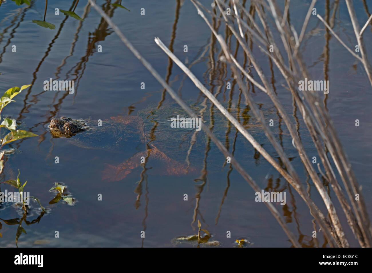 Snapping turtle, Chelydra serpentina, Virginia Stock Photo - Alamy