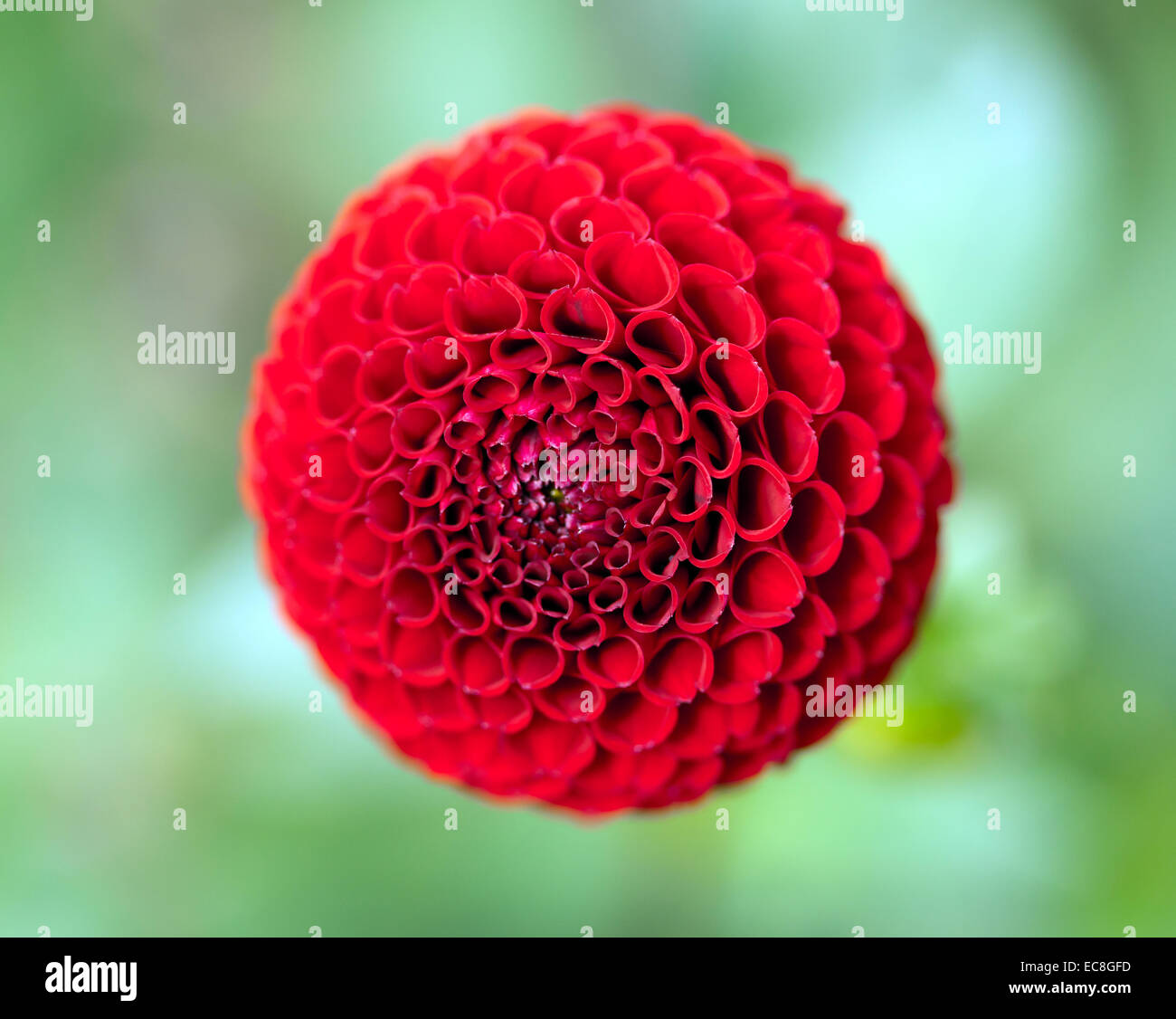 Single flower macro hi-res stock photography and images - Alamy