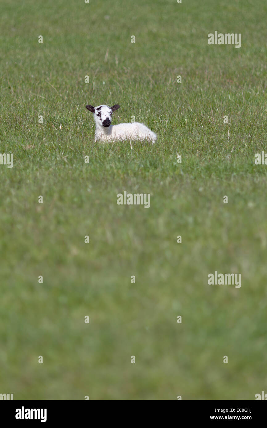 Sheep: lamb lying down in field Stock Photo - Alamy