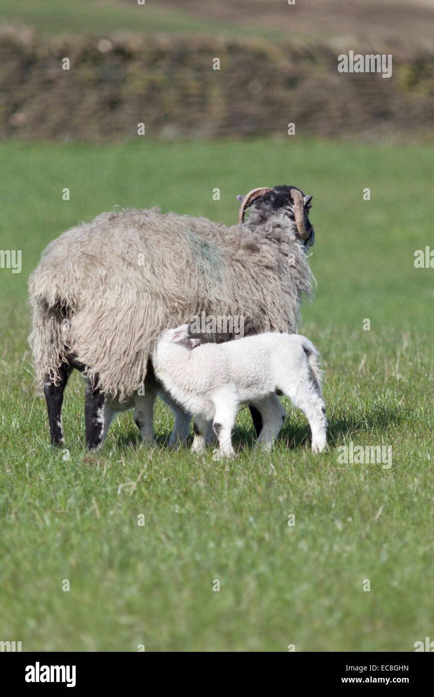 Sheep: a Ewe feeding her lambs Stock Photo - Alamy