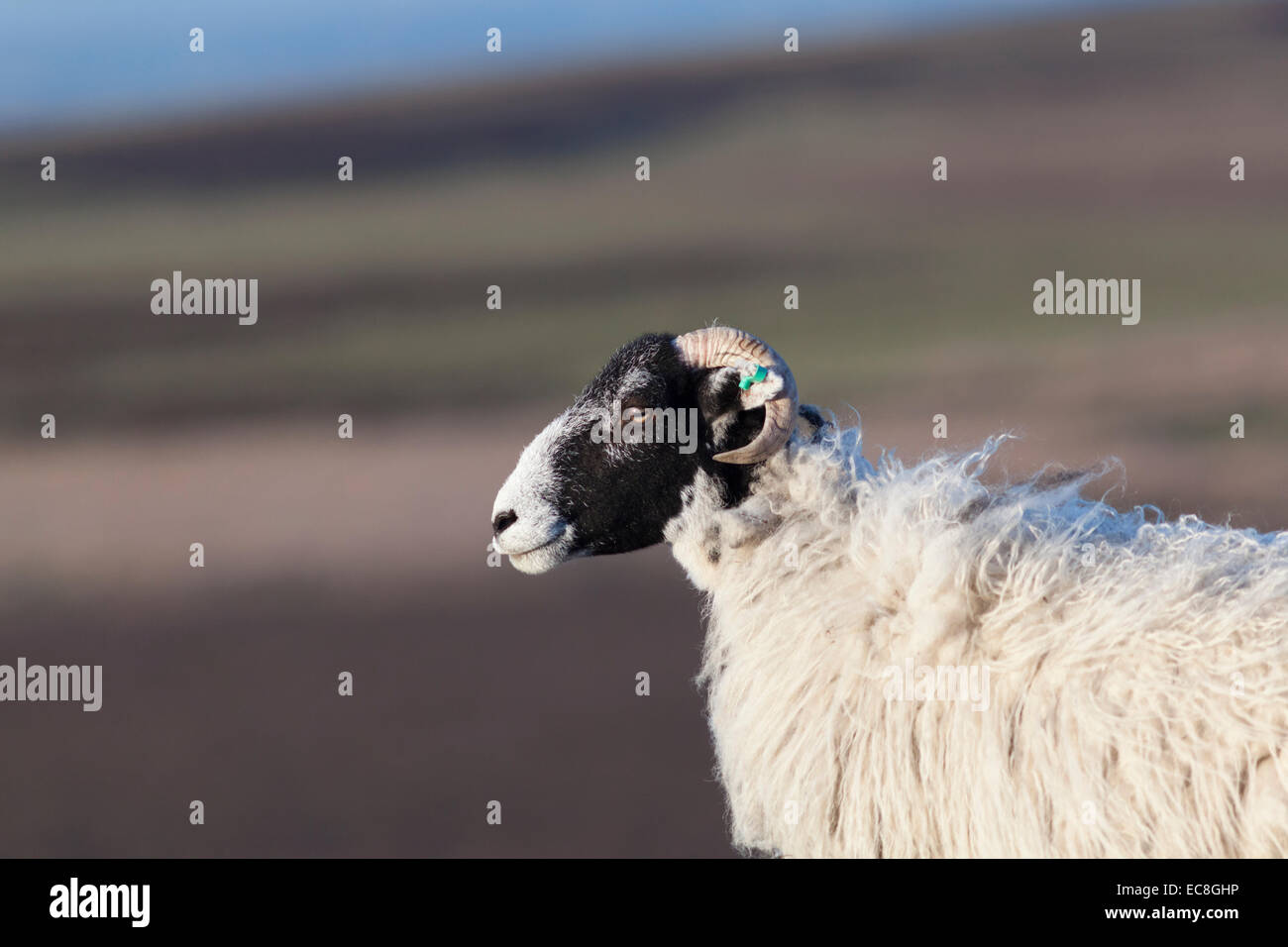Sheep: with horns in side profile Stock Photo - Alamy