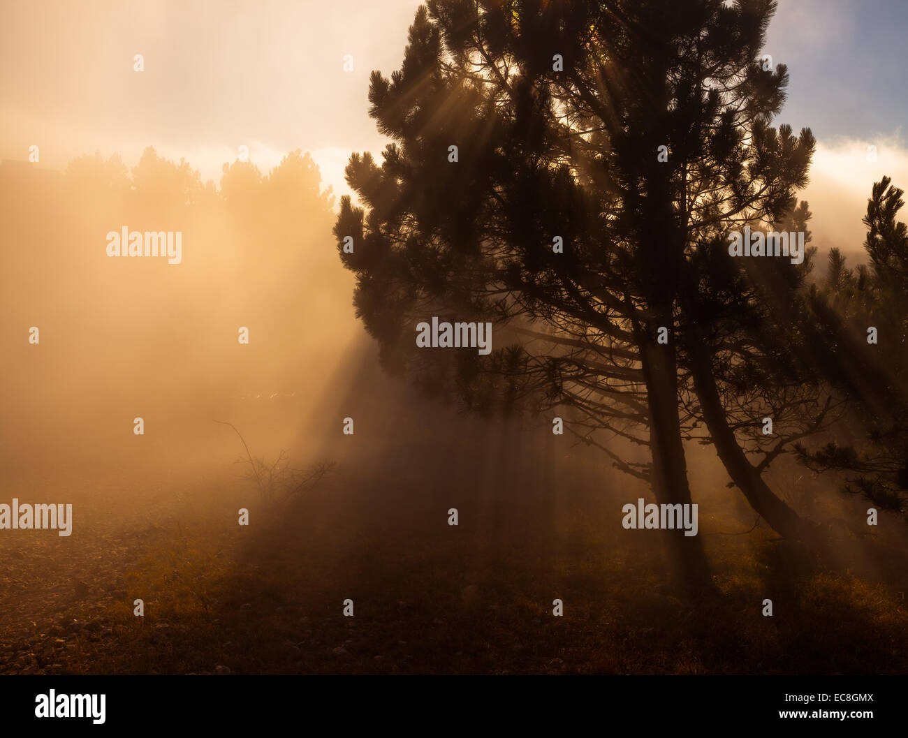 autumn landscape, trees in the mist at dawn Stock Photo - Alamy