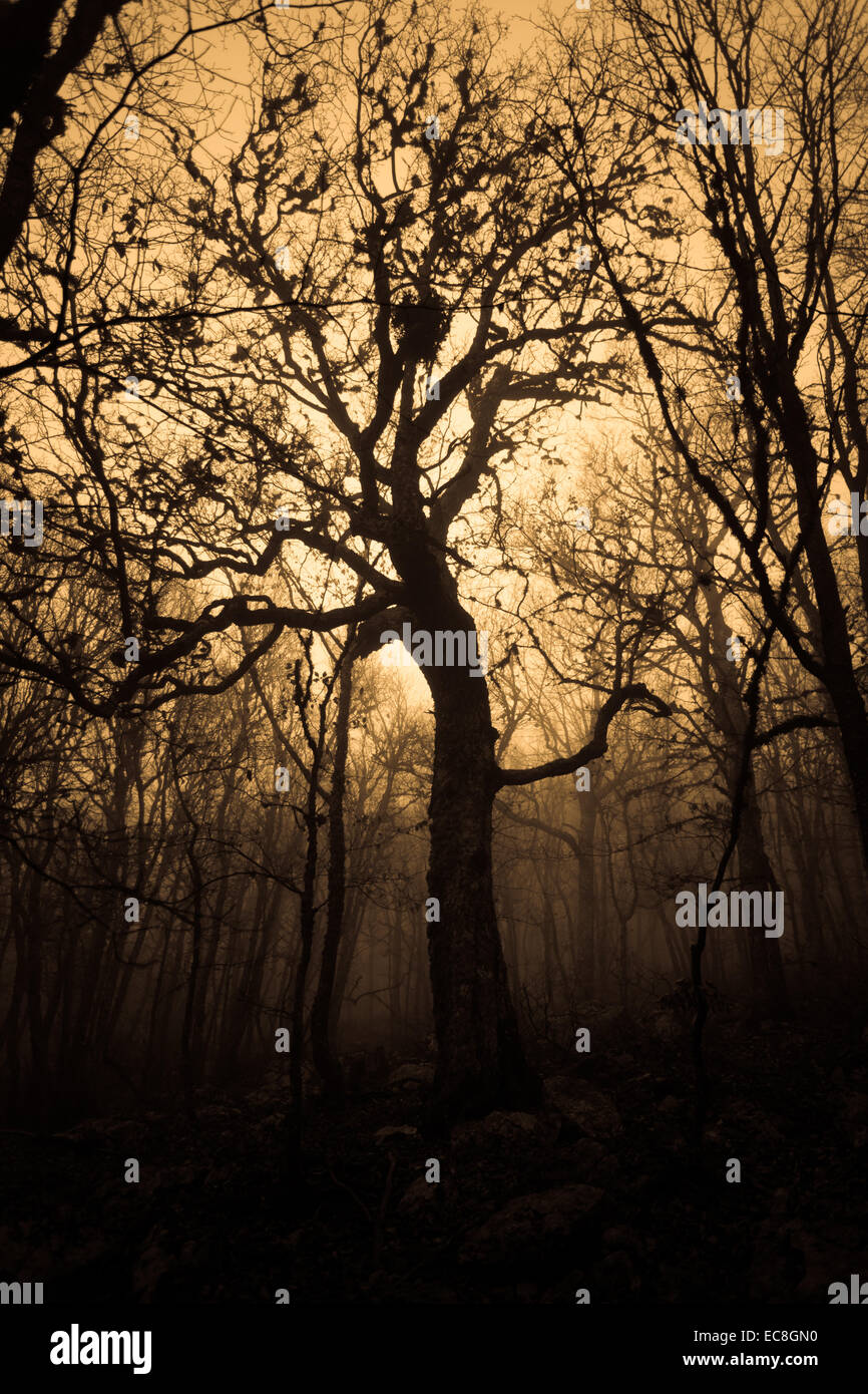 autumn landscape, trees in the mist at dawn Stock Photo - Alamy