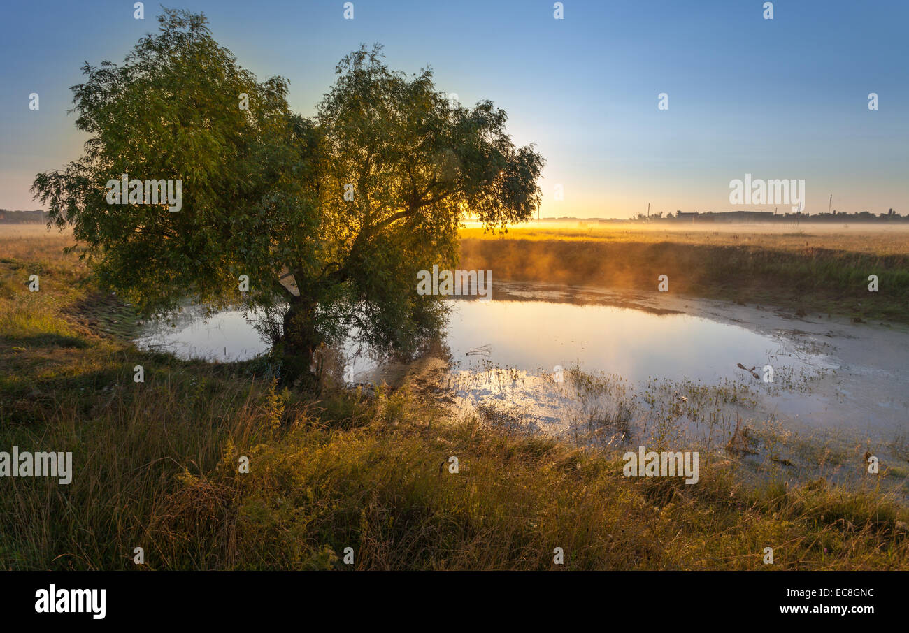 autumn landscape, trees in the mist at dawn Stock Photo - Alamy