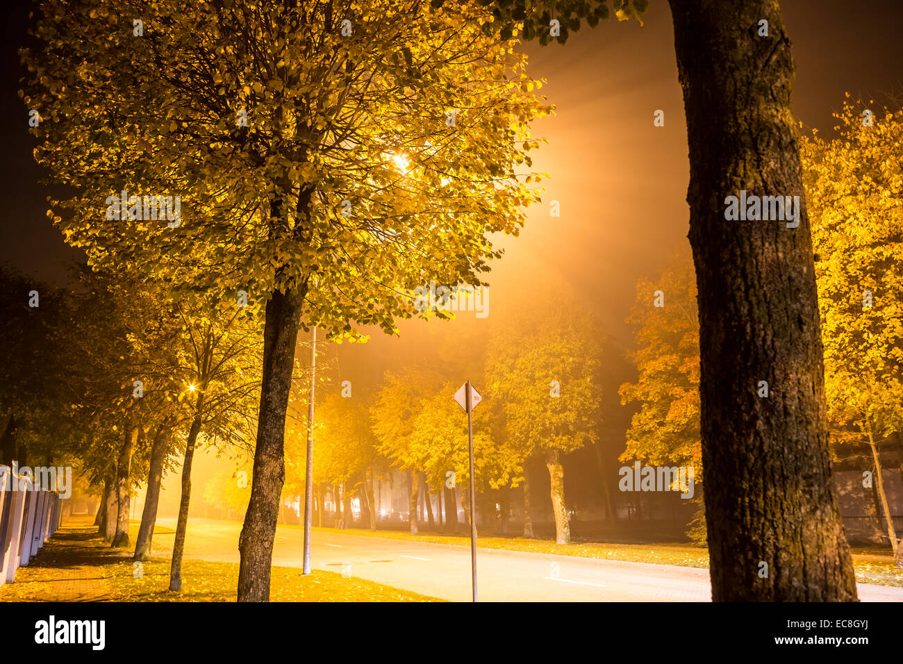 Fog foggy night tree hi-res stock photography and images - Alamy