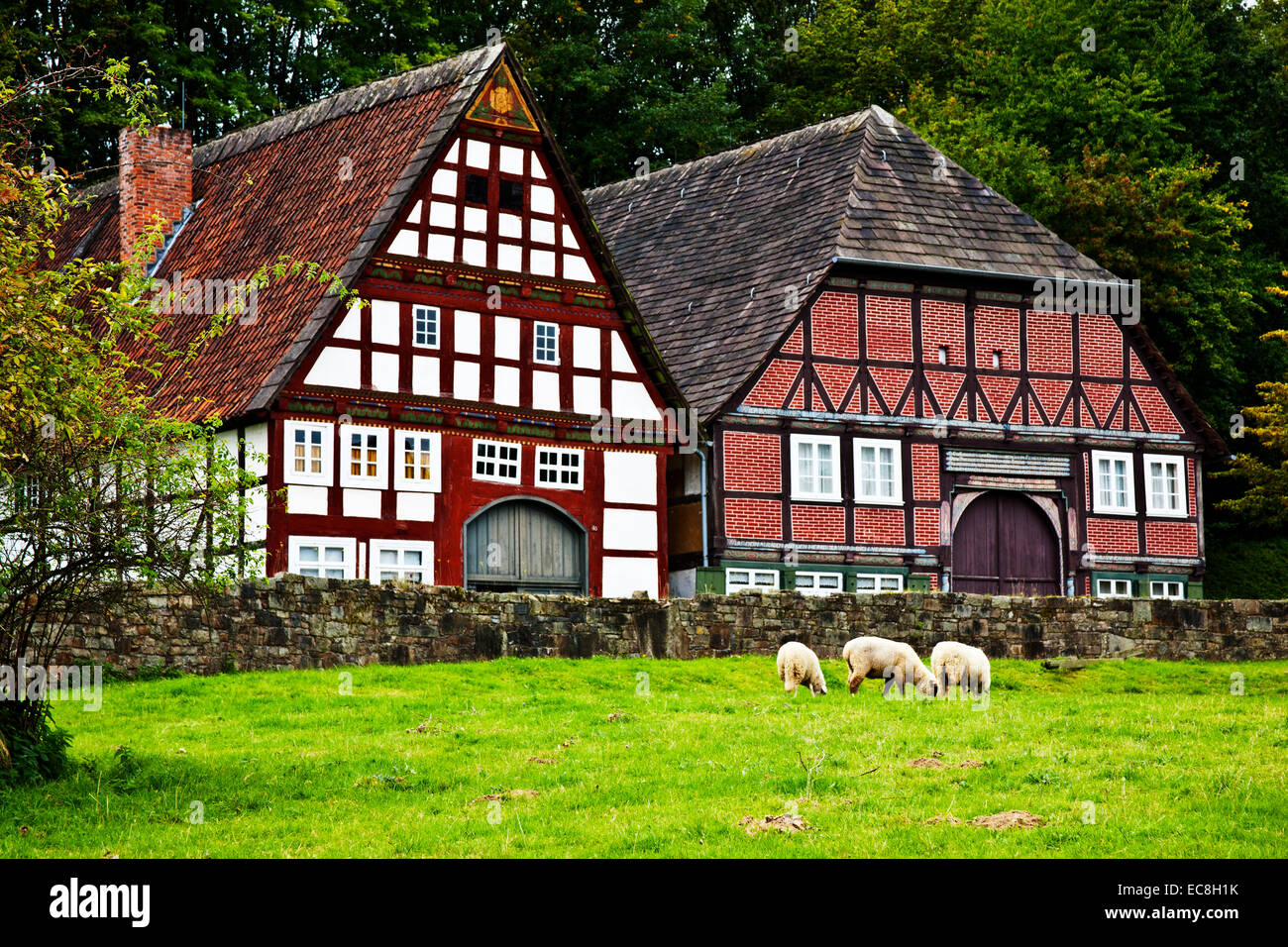 Detmold Germany. Timber frame farm house with sheep in pasture Stock ...