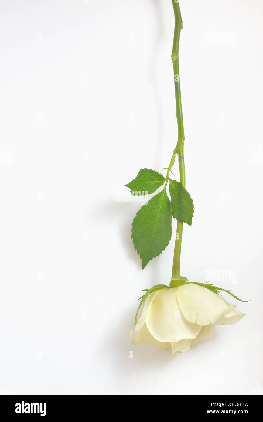 A single white Rose isolated on white background Stock Photo - Alamy