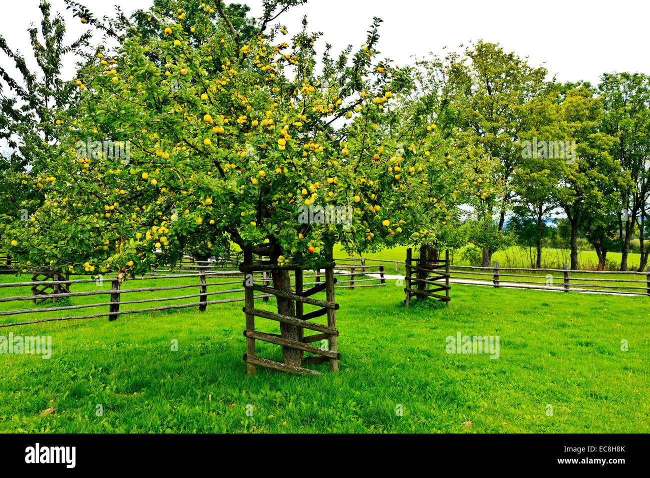 Apple Orchard Germany Stock Photo - Alamy