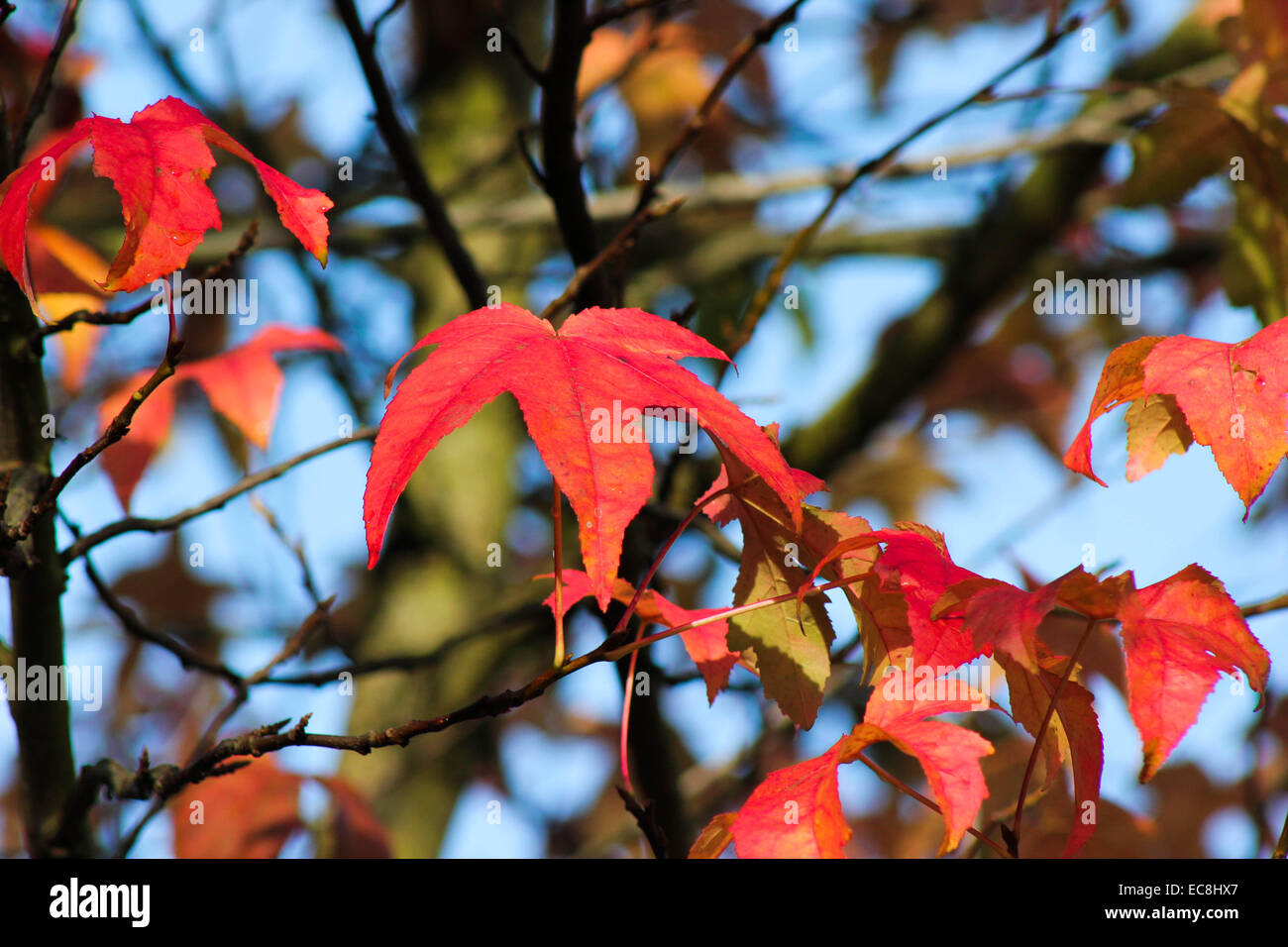 Autumn Maple Tree and Leaves Stock Photo - Alamy