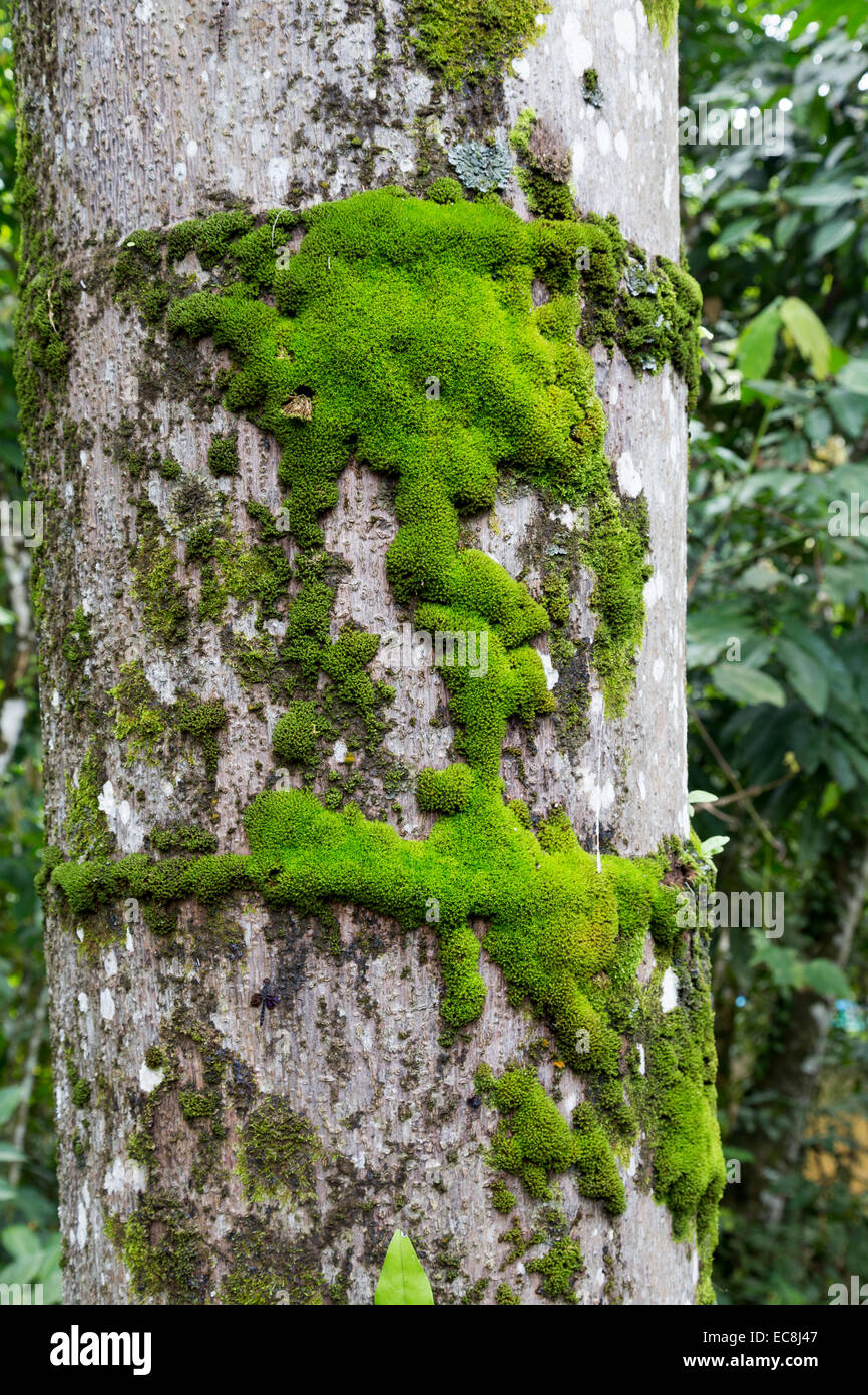 Moss growing on rainforest tree, Mulu, Malaysia Stock Photo - Alamy