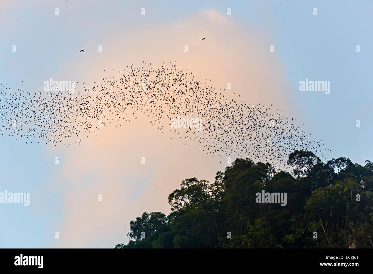 Bat flight emerging from Deer Cave against the sky with hawks chasing ...