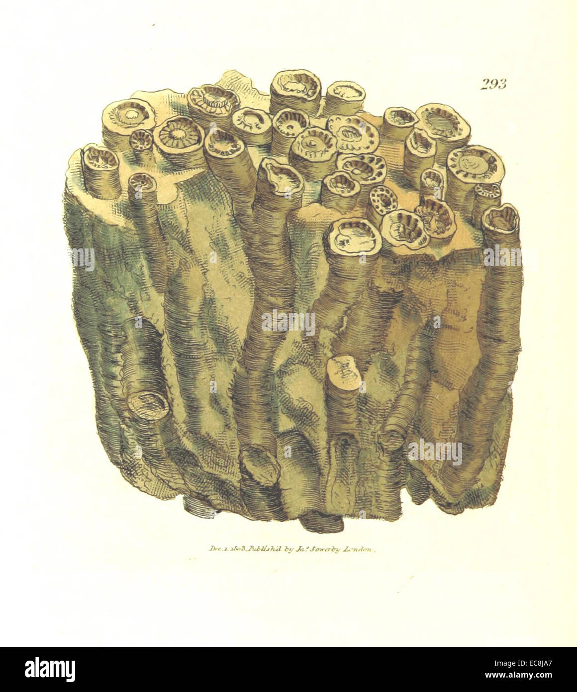 British Mineralogy Vol.3 (1809) p374 T293 SILEX Quartzum coralliformis ...