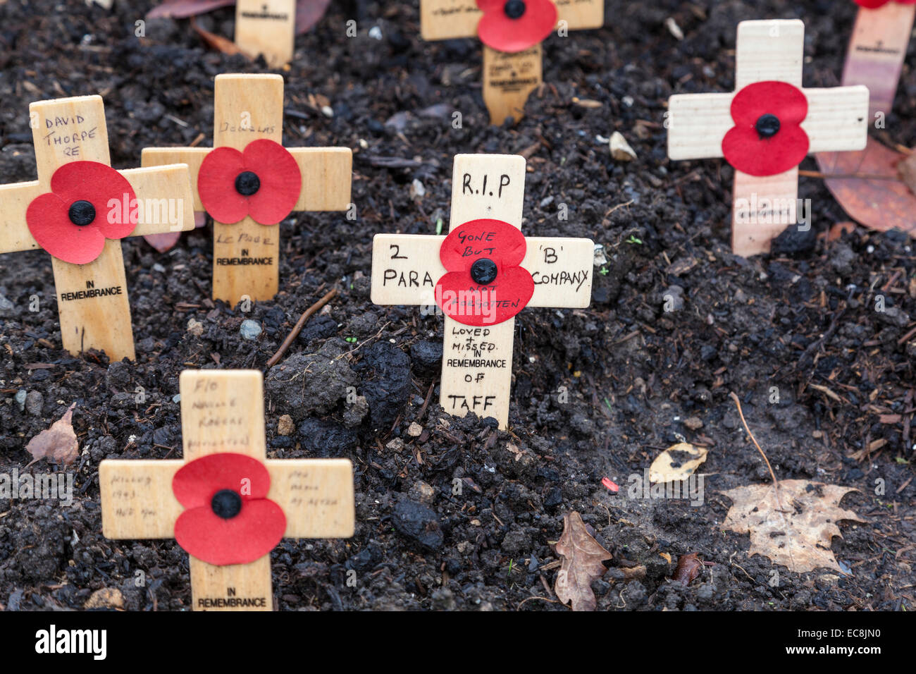 Wooden poppy crosses hi-res stock photography and images - Alamy