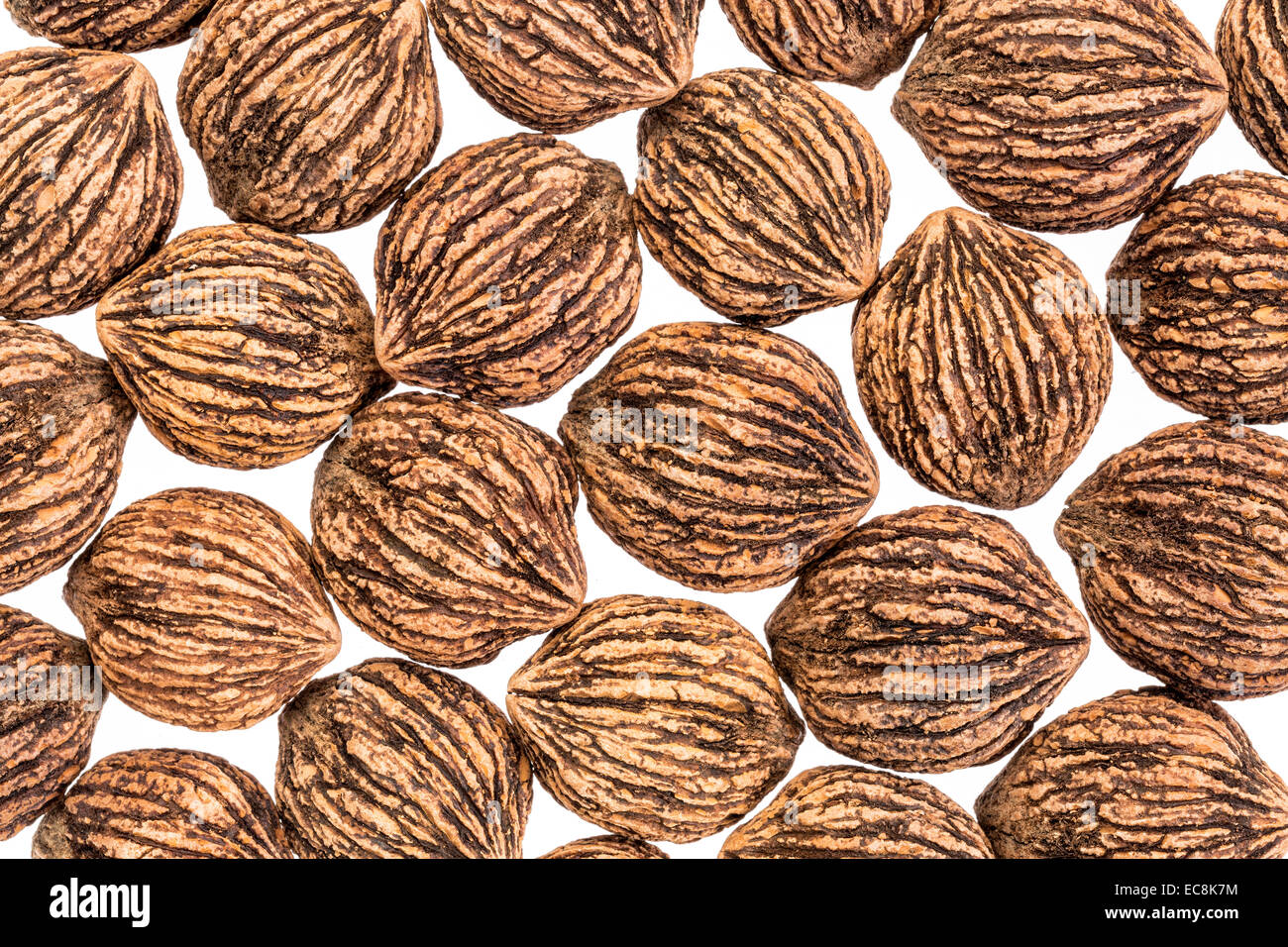 organic black walnuts in shells against white background Stock Photo ...