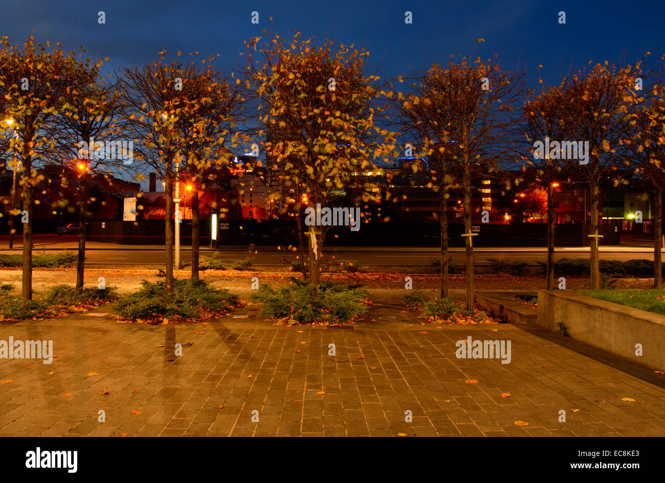 Trees on the Broomielaw in Glasgow, Scotland Stock Photo - Alamy