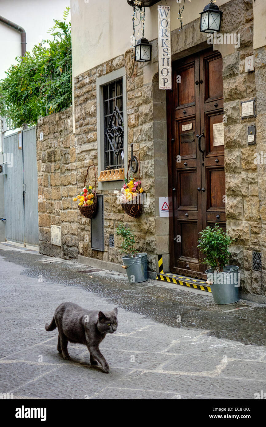Cat in italy hi-res stock photography and images - Alamy