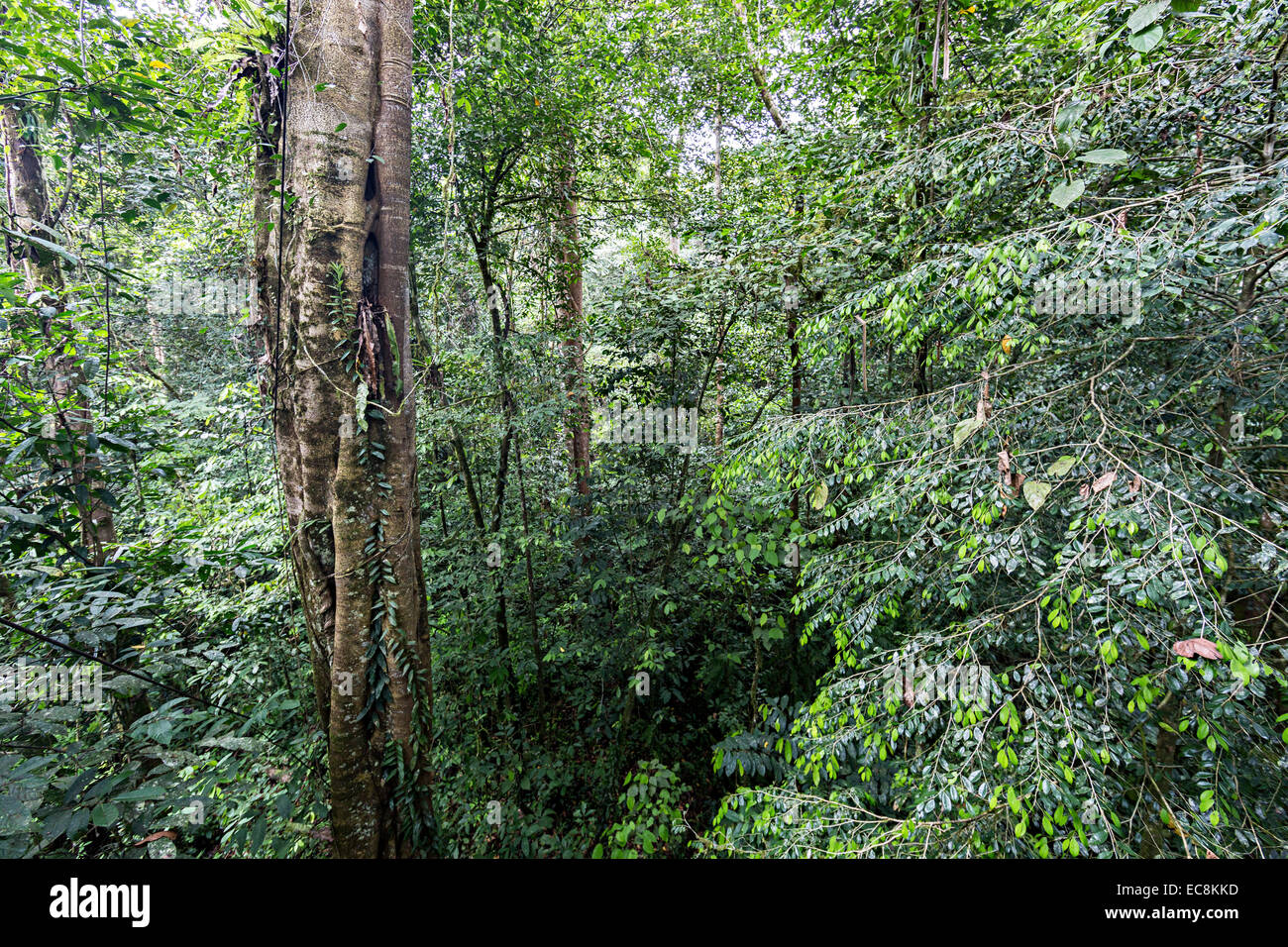 Mid canopy of trees hi-res stock photography and images - Alamy