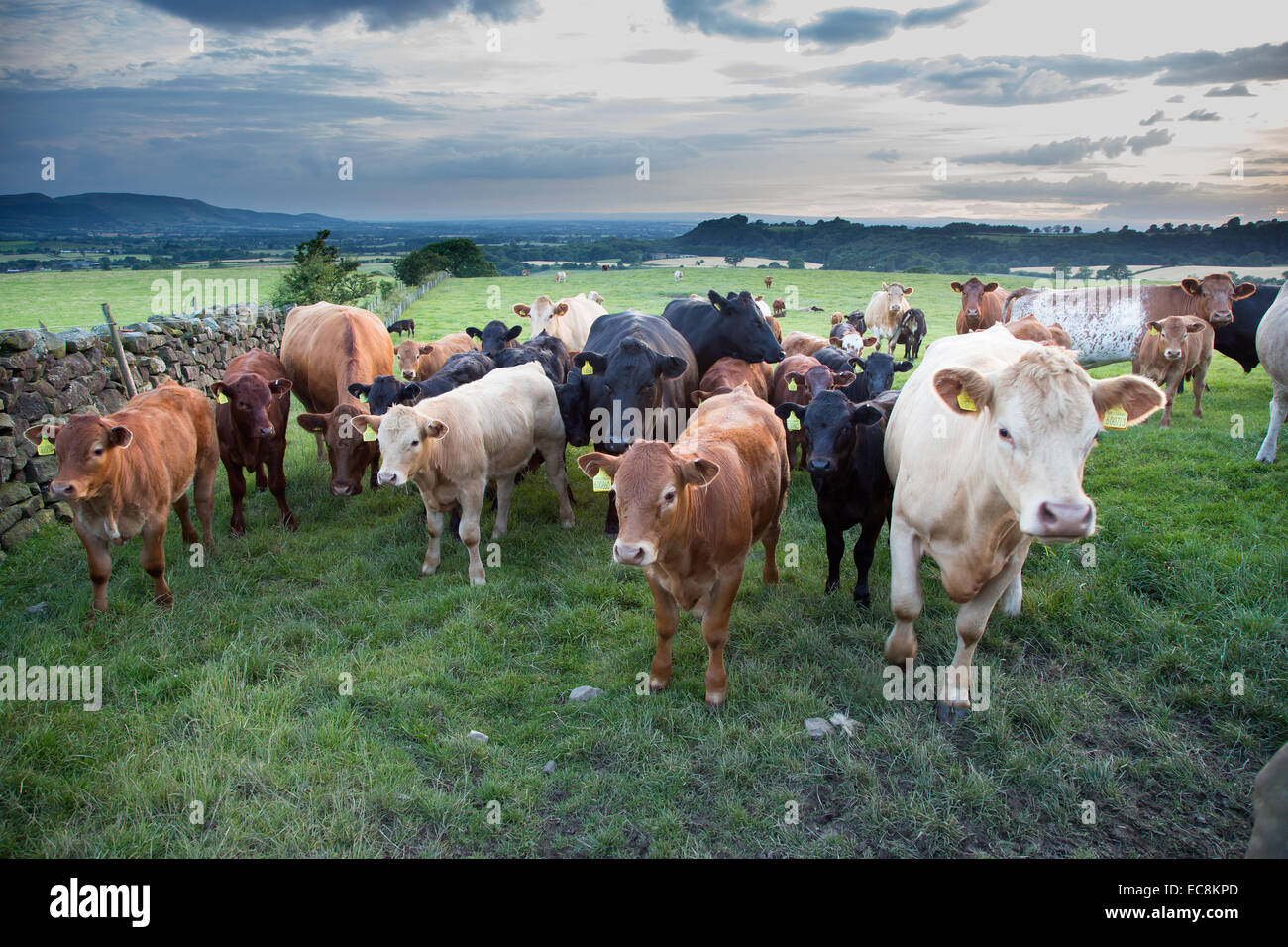 Beef cattle england hi-res stock photography and images - Alamy