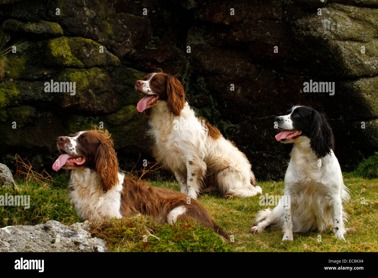What Are The Best Gun Dogs