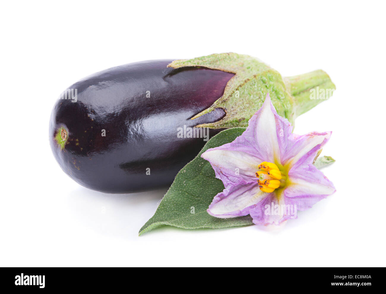 Eggplant vegetable closeup isolated on white Stock Photo - Alamy