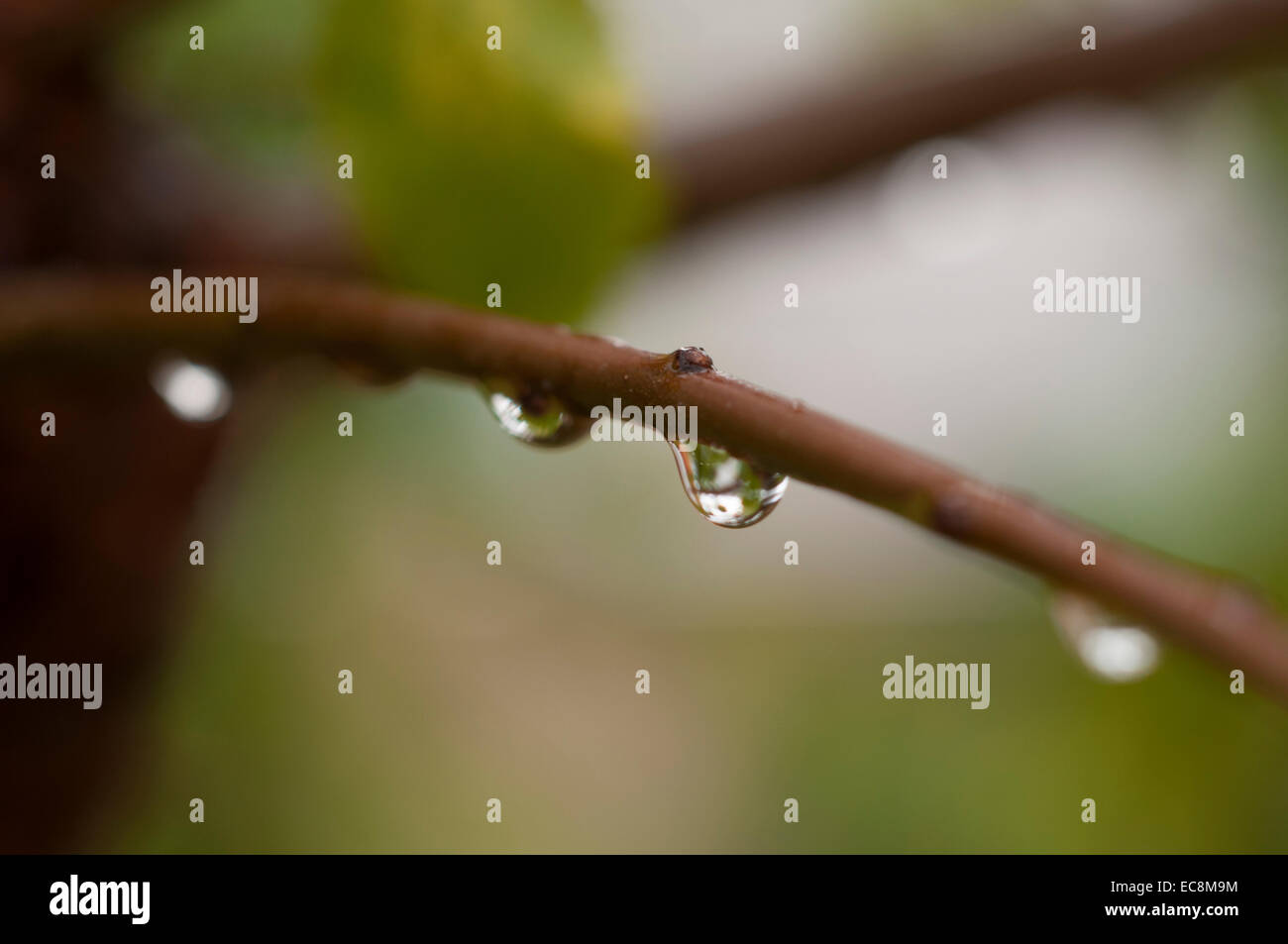 Hanging waterdrops hi-res stock photography and images - Alamy