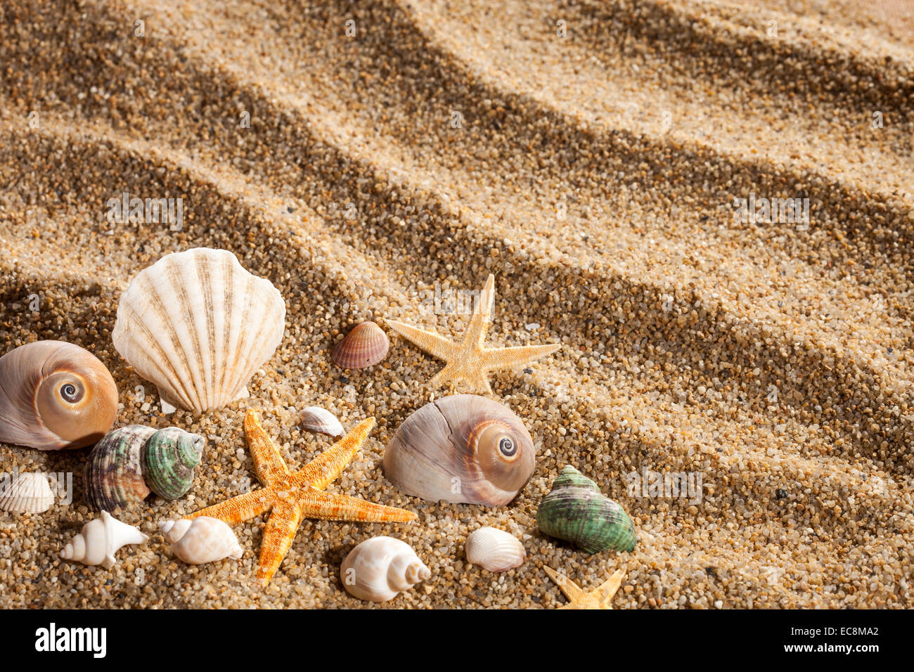 Sea shells on the sand Stock Photo - Alamy