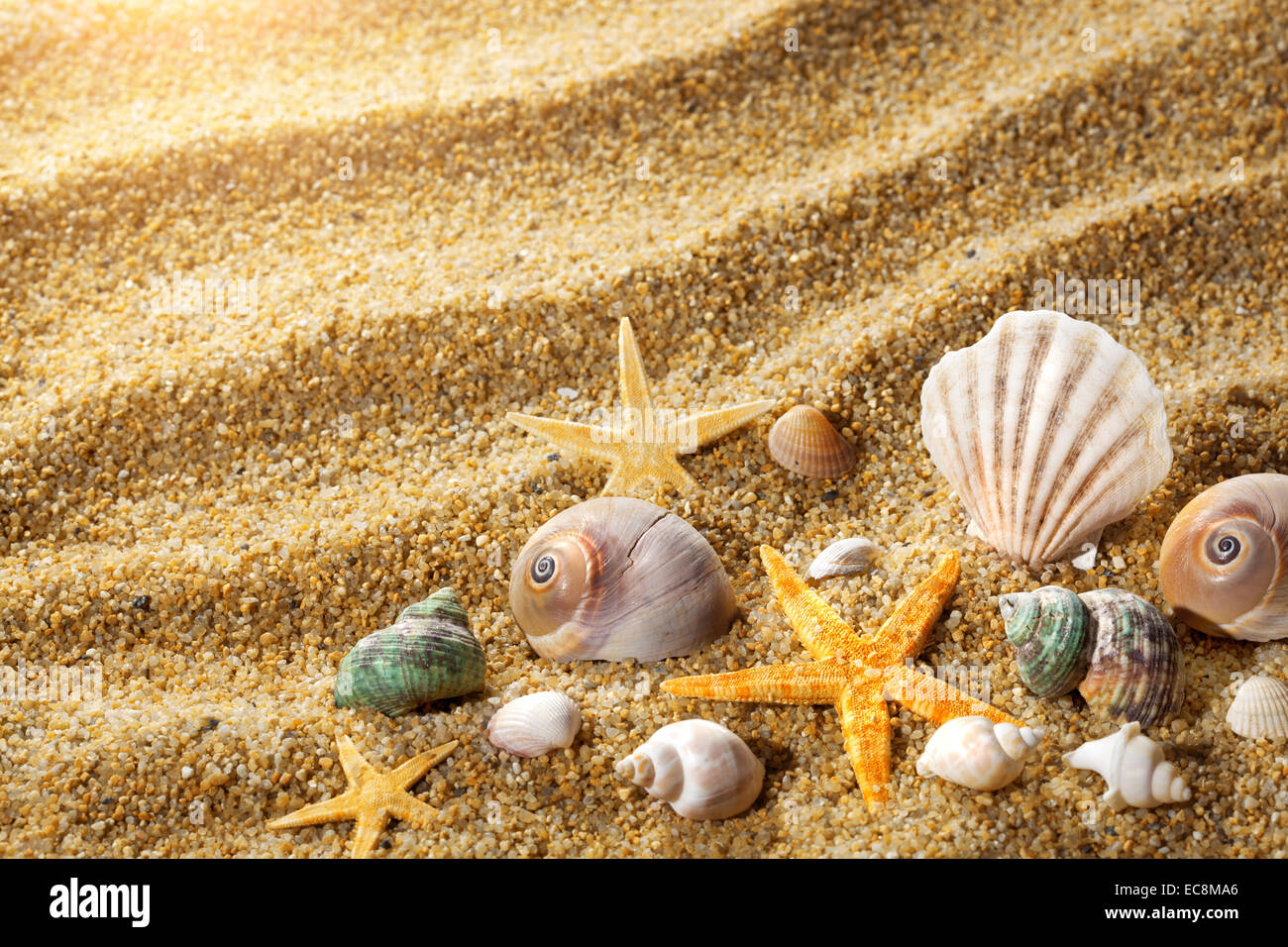 Sea shells on the sand Stock Photo - Alamy