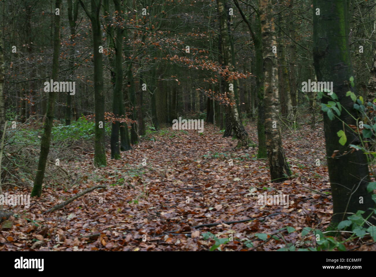 Autumn lines of trees Stock Photo - Alamy