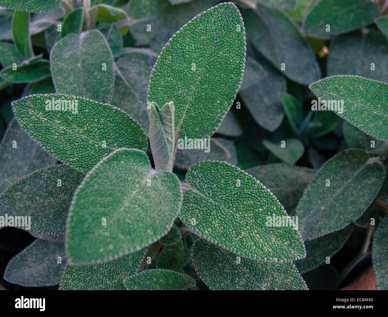 Salvia leaves close-up (Salvia Officinalis Stock Photo - Alamy