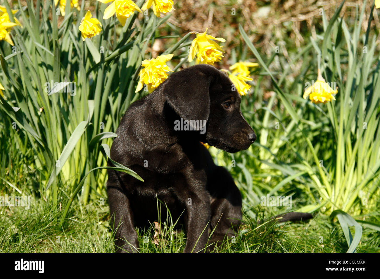 Landscape picture of a gorgeous cute Labrador puppy sat among the ...