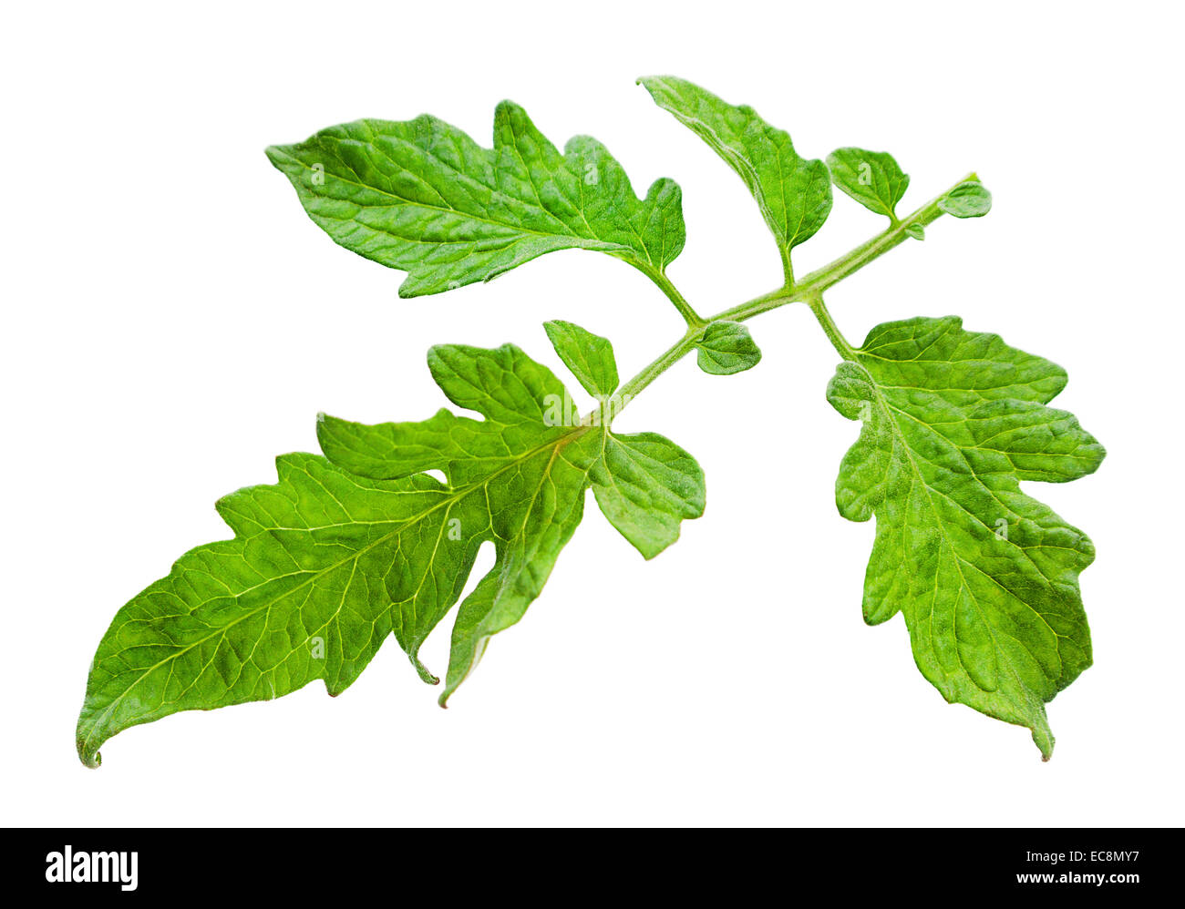 Tomato leaf closeup isolated on white Stock Photo - Alamy