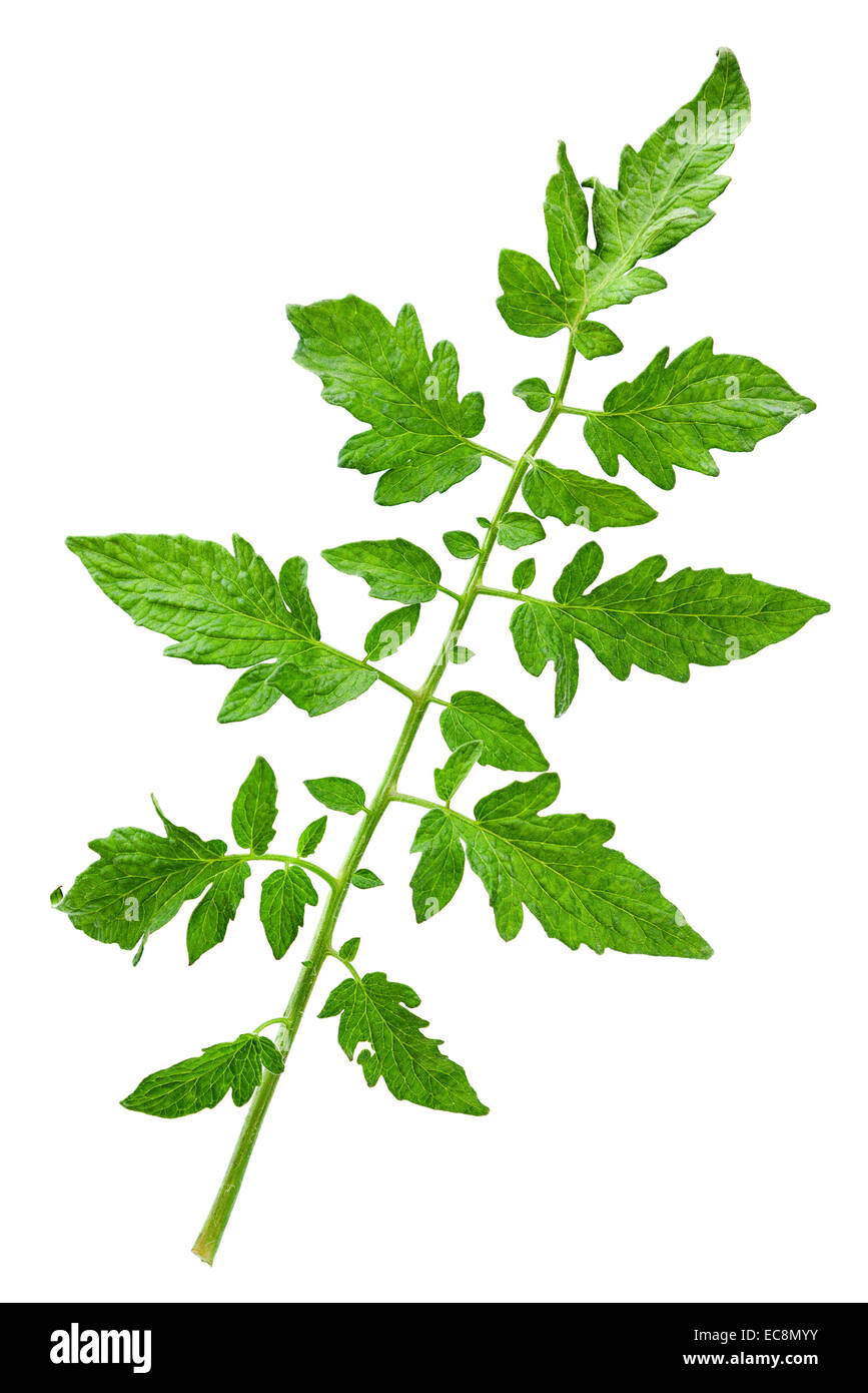 Tomato leaf hi-res stock photography and images - Alamy