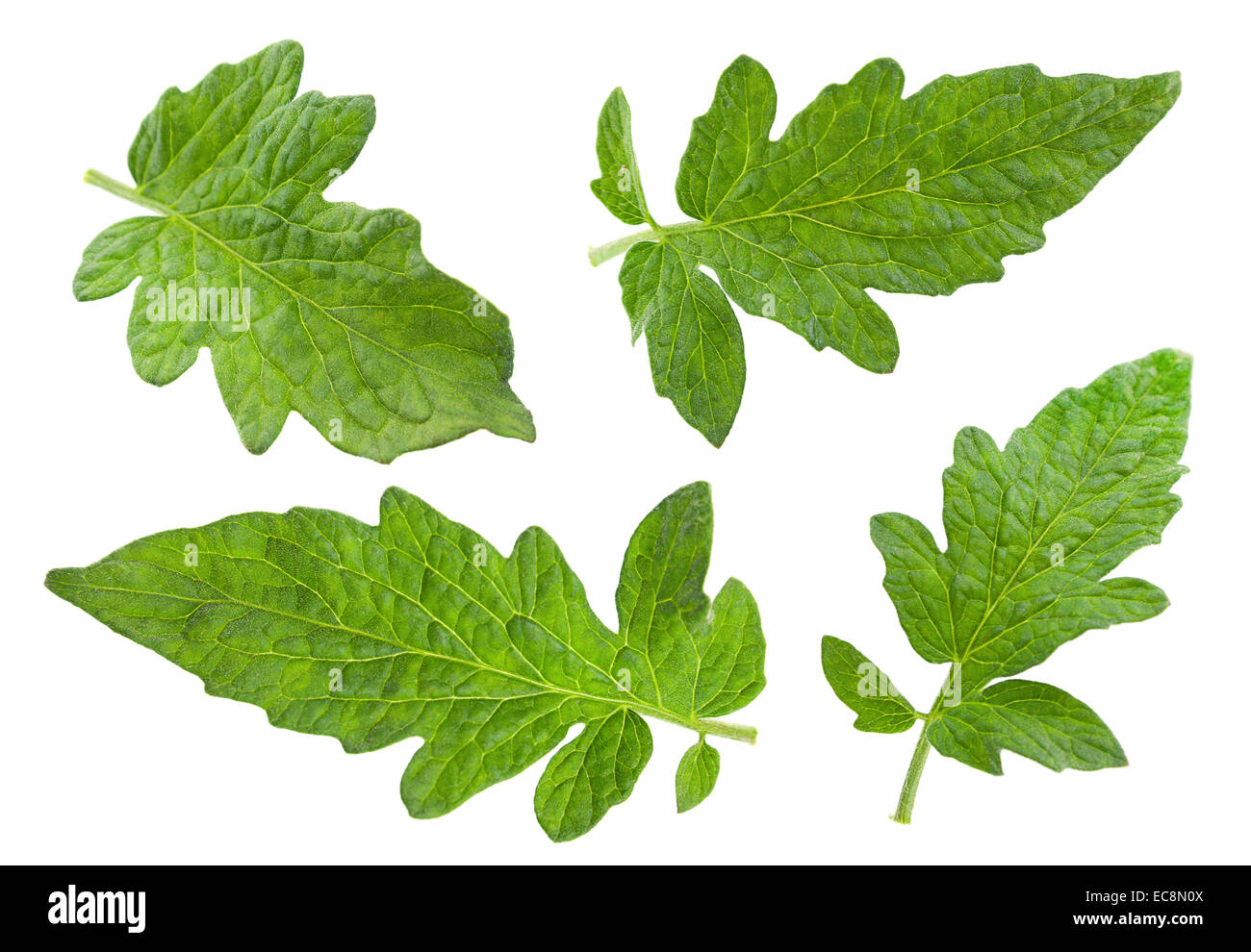 Tomato leaf hi-res stock photography and images - Alamy
