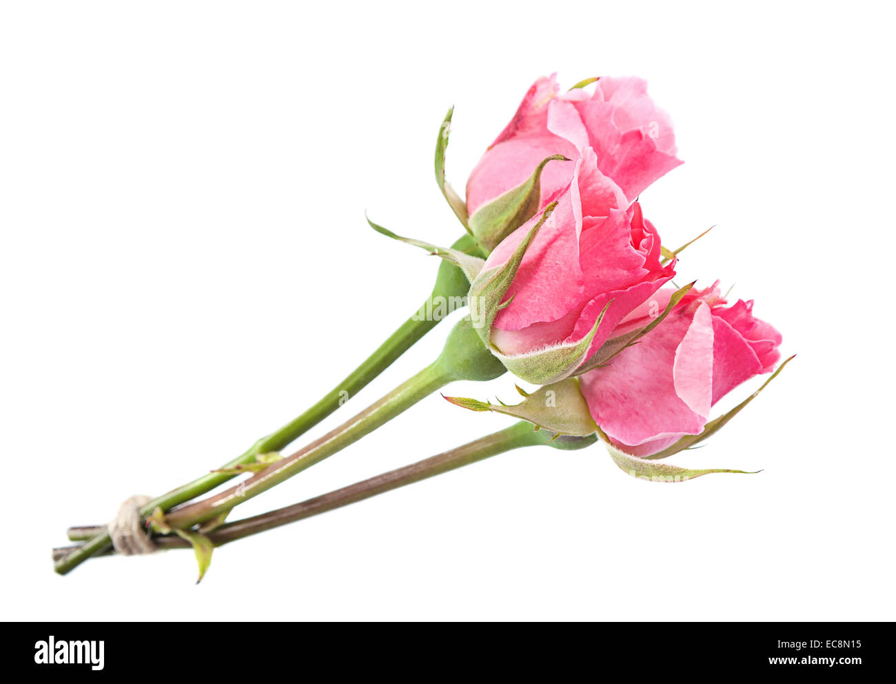 Pink rose head closeup isolated on white Stock Photo - Alamy