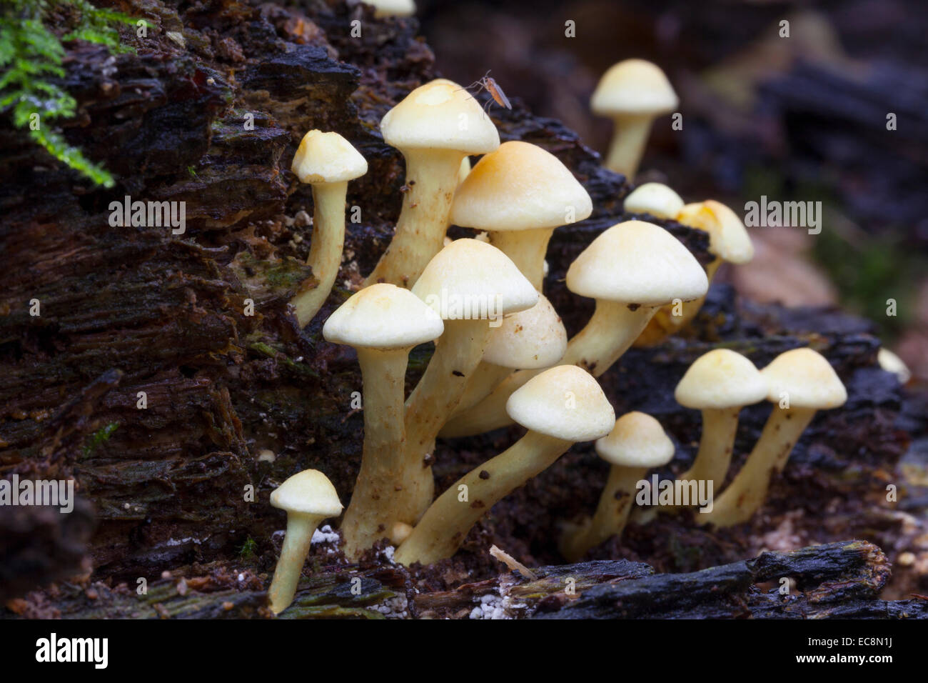 Mushroom: The Sulphur Tuft. (Hypholoma fasiculare Stock Photo - Alamy