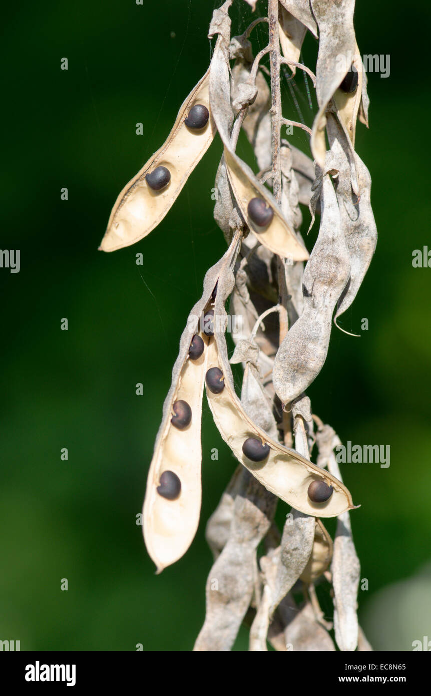 Laburnum seeds hi-res stock photography and images - Alamy