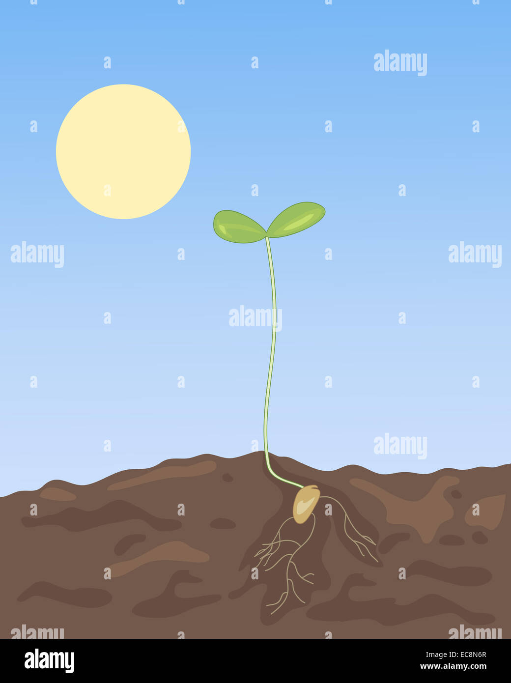 An illustration of a newly germinated spring seedling in rich soil ...
